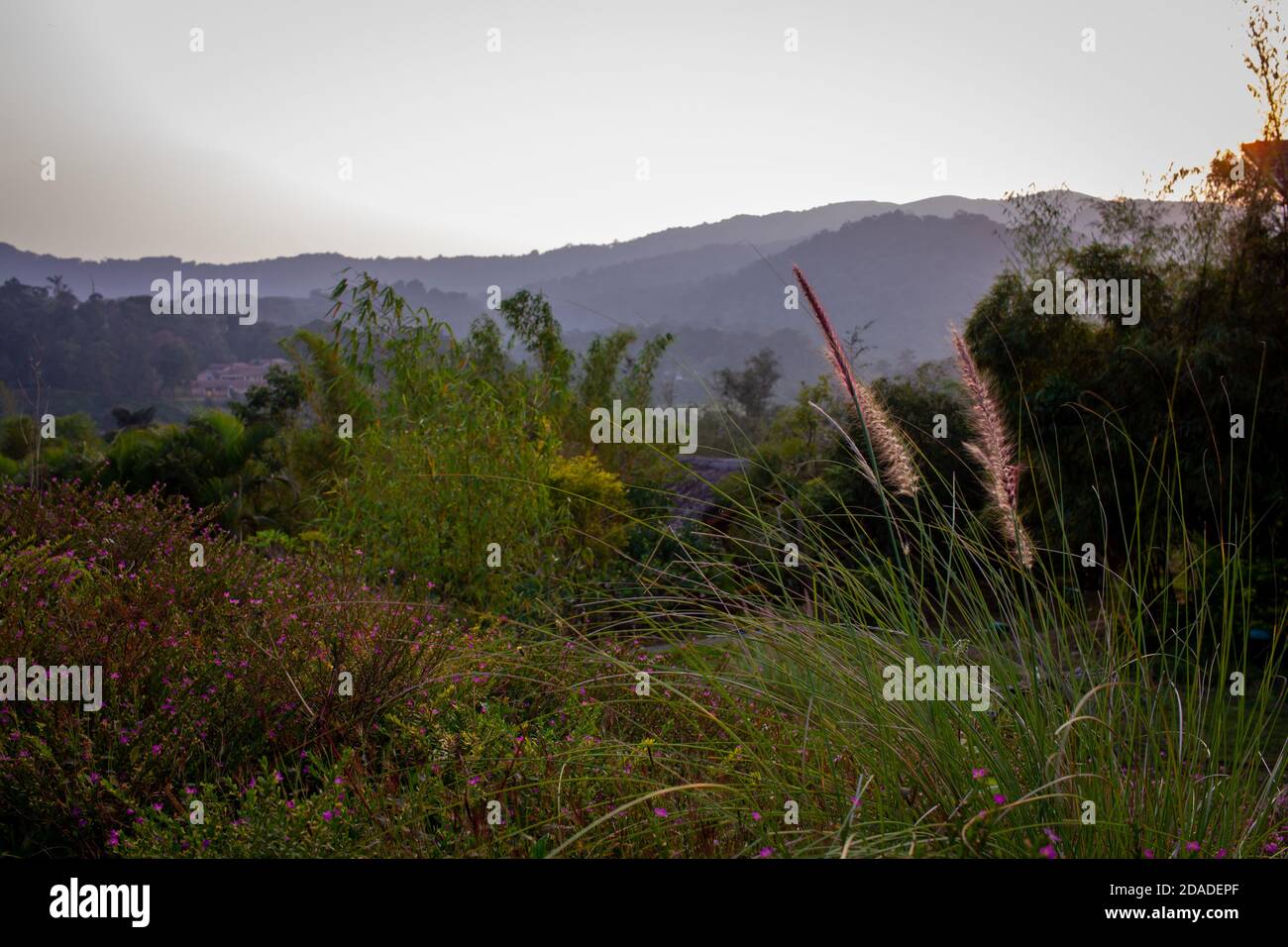 Coorg hill hi-res stock photography and images - Alamy