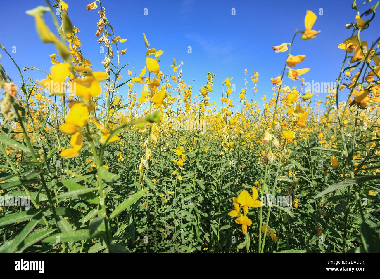 Sunhemp flower hi-res stock photography and images - Alamy