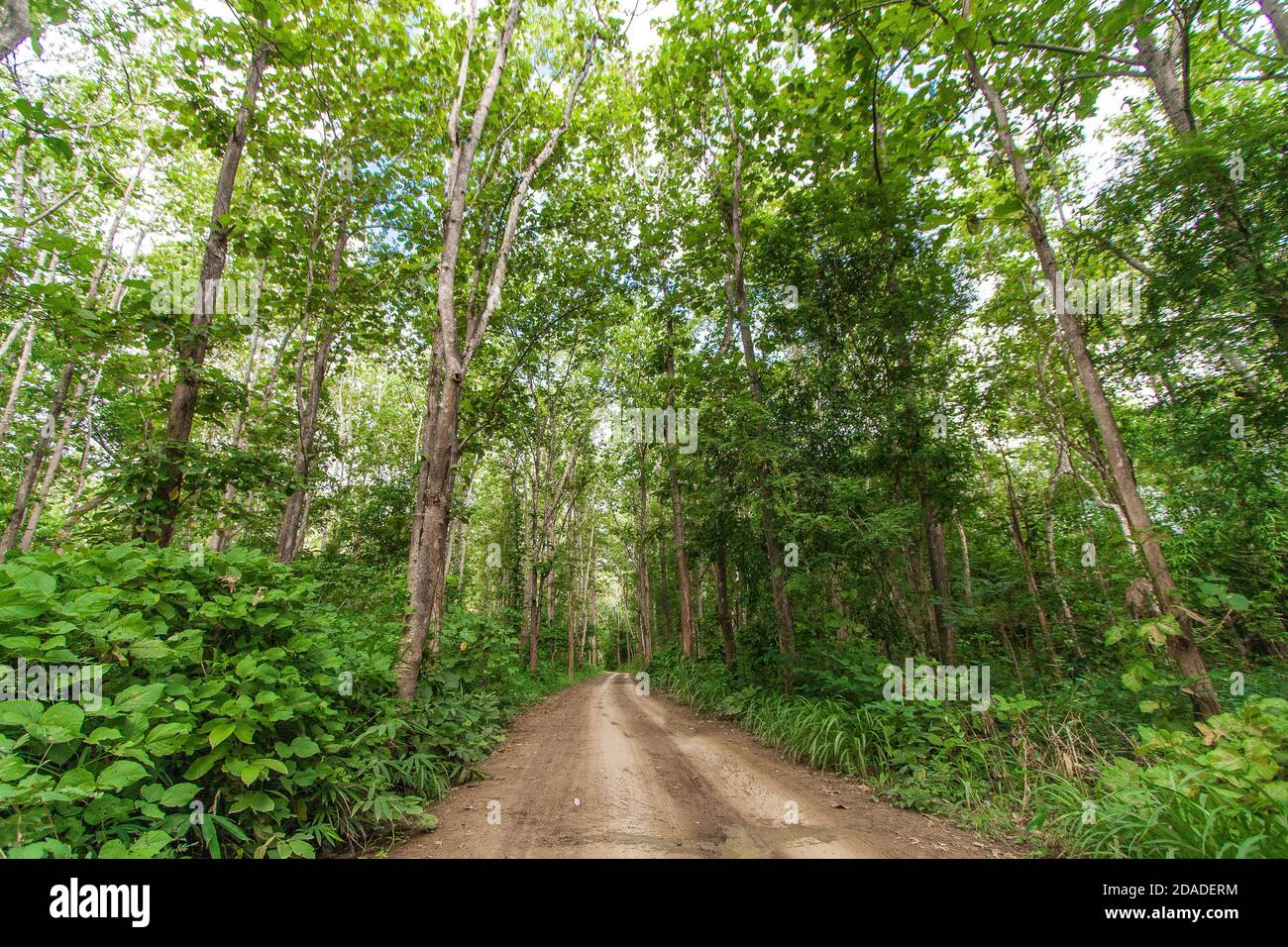 Rural road in the jungle background Stock Photo - Alamy