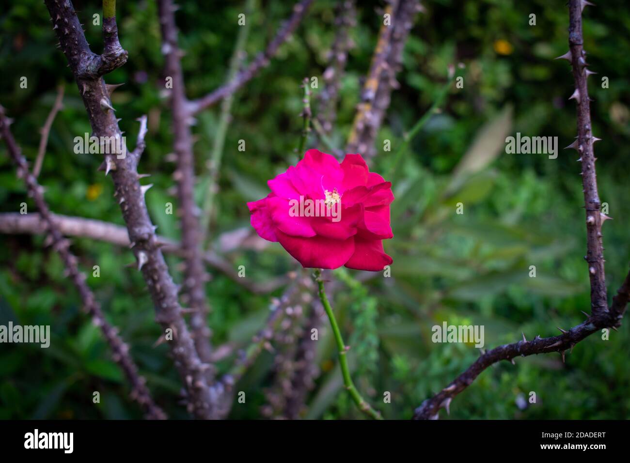 Beautiful red rose in a garden, Madikeri, Karnataka, India Stock Photo ...