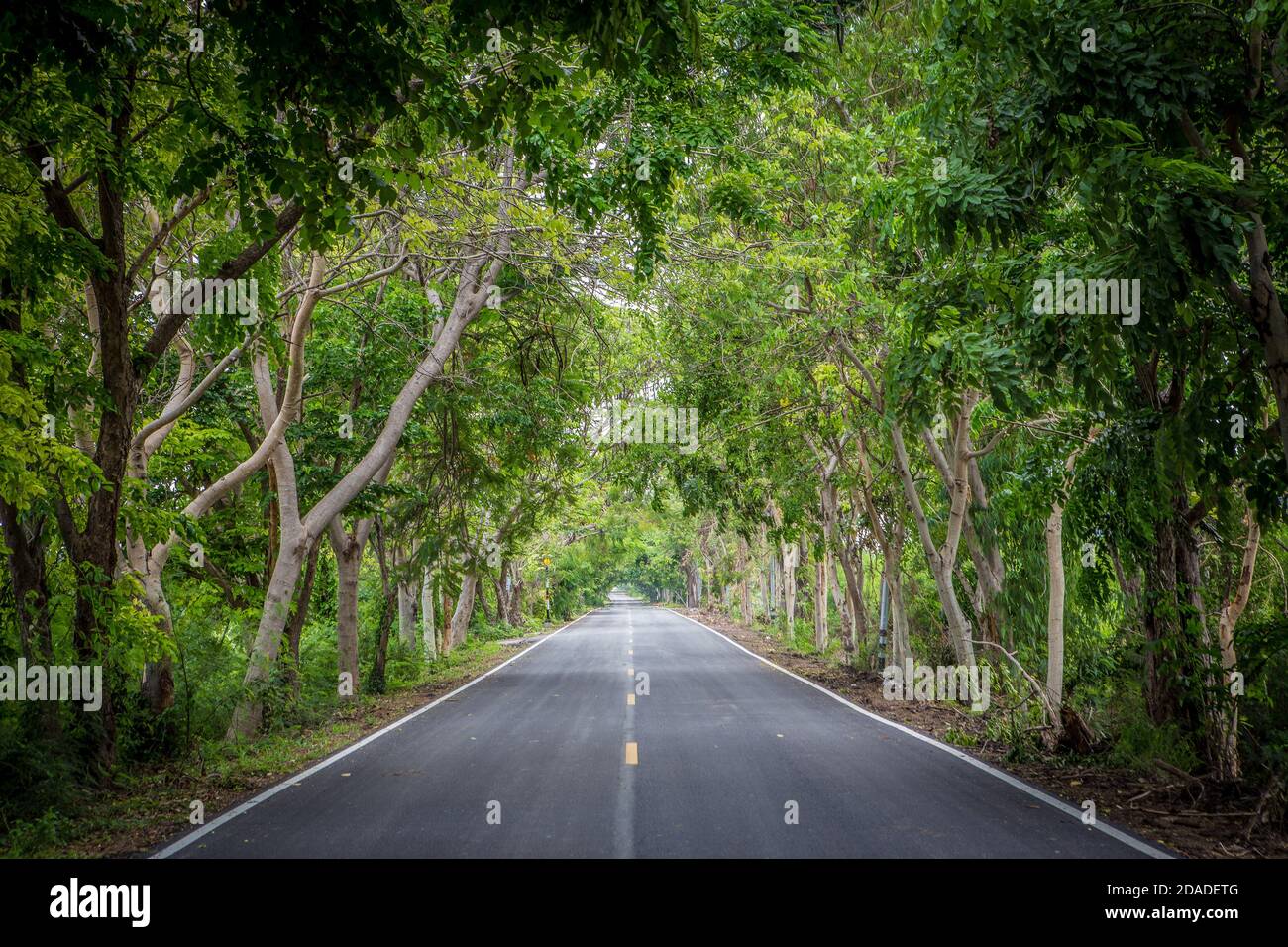 Trees along the way hi-res stock photography and images - Alamy