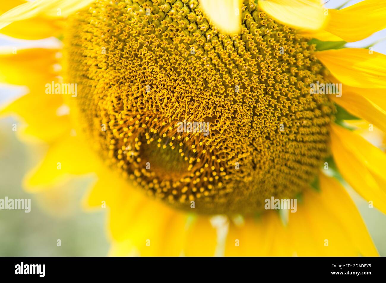 Sunflower pollen closeup texture background Stock Photo - Alamy