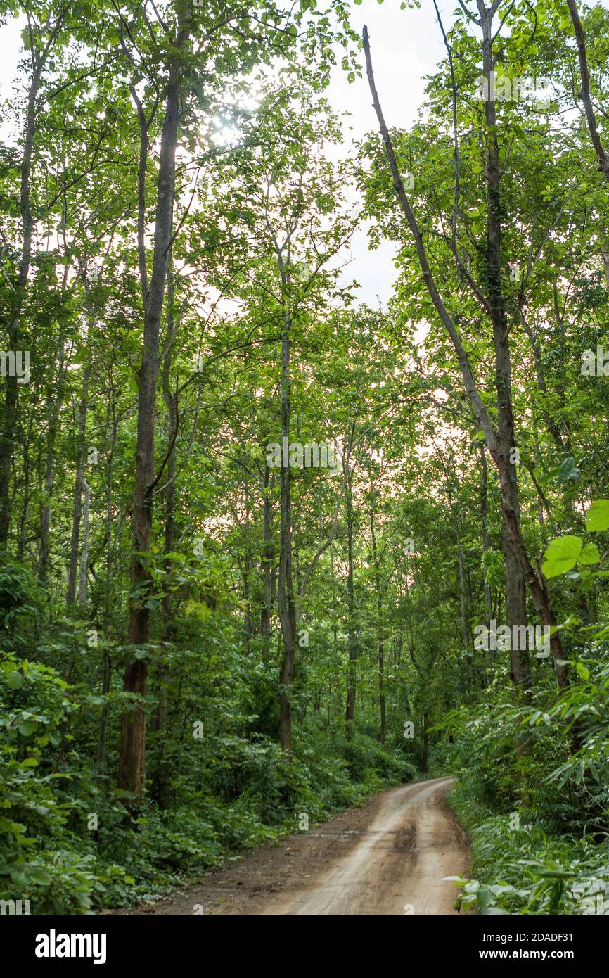 Rural road in the jungle background Stock Photo - Alamy