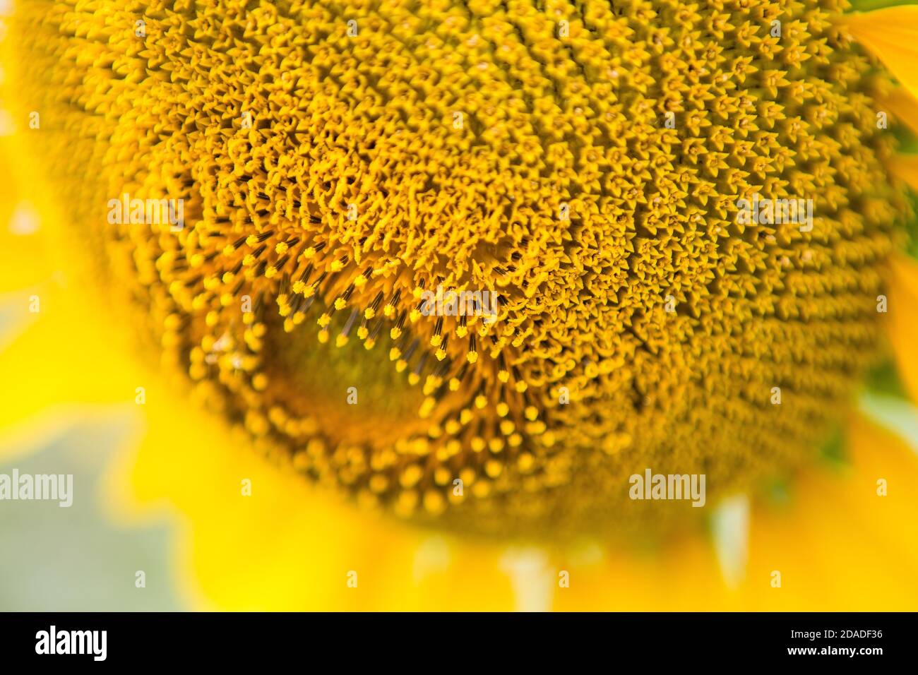 Sunflower pollen closeup texture background Stock Photo - Alamy