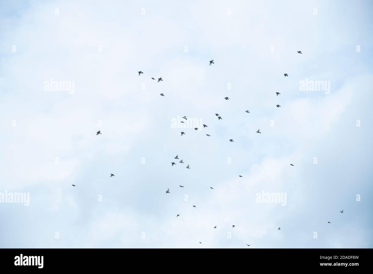 Abuta gun hi-res stock photography and images - Alamy