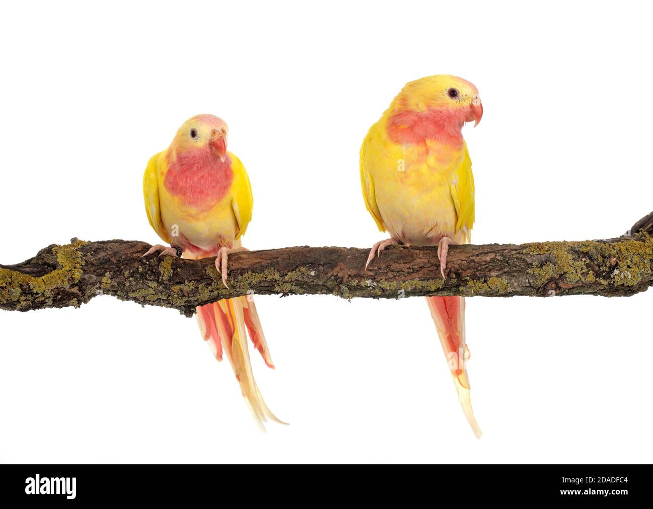 Princess parrot in front of white background Stock Photo - Alamy