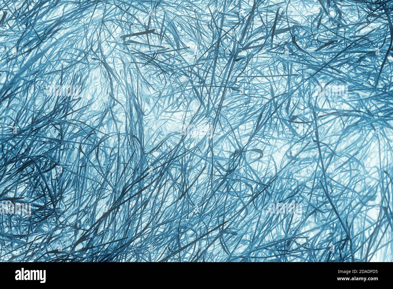 Dried grass texture Stock Photo - Alamy