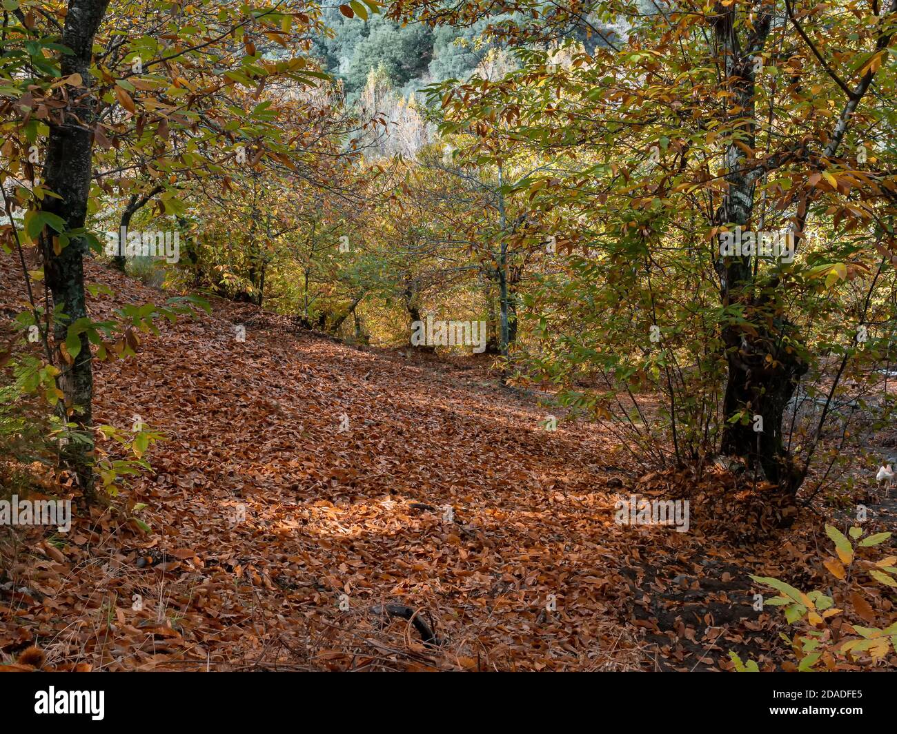 A chestnut forest in autumn with brown leaves. Trekking route, scenic ...
