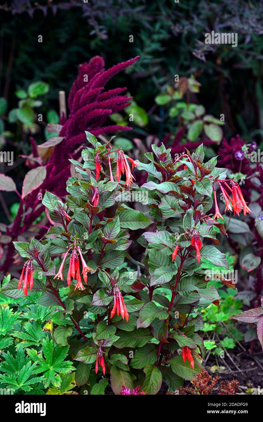 fuchsia triphylla,tubular flowers, red, coral fuchsia, fuchsias ...