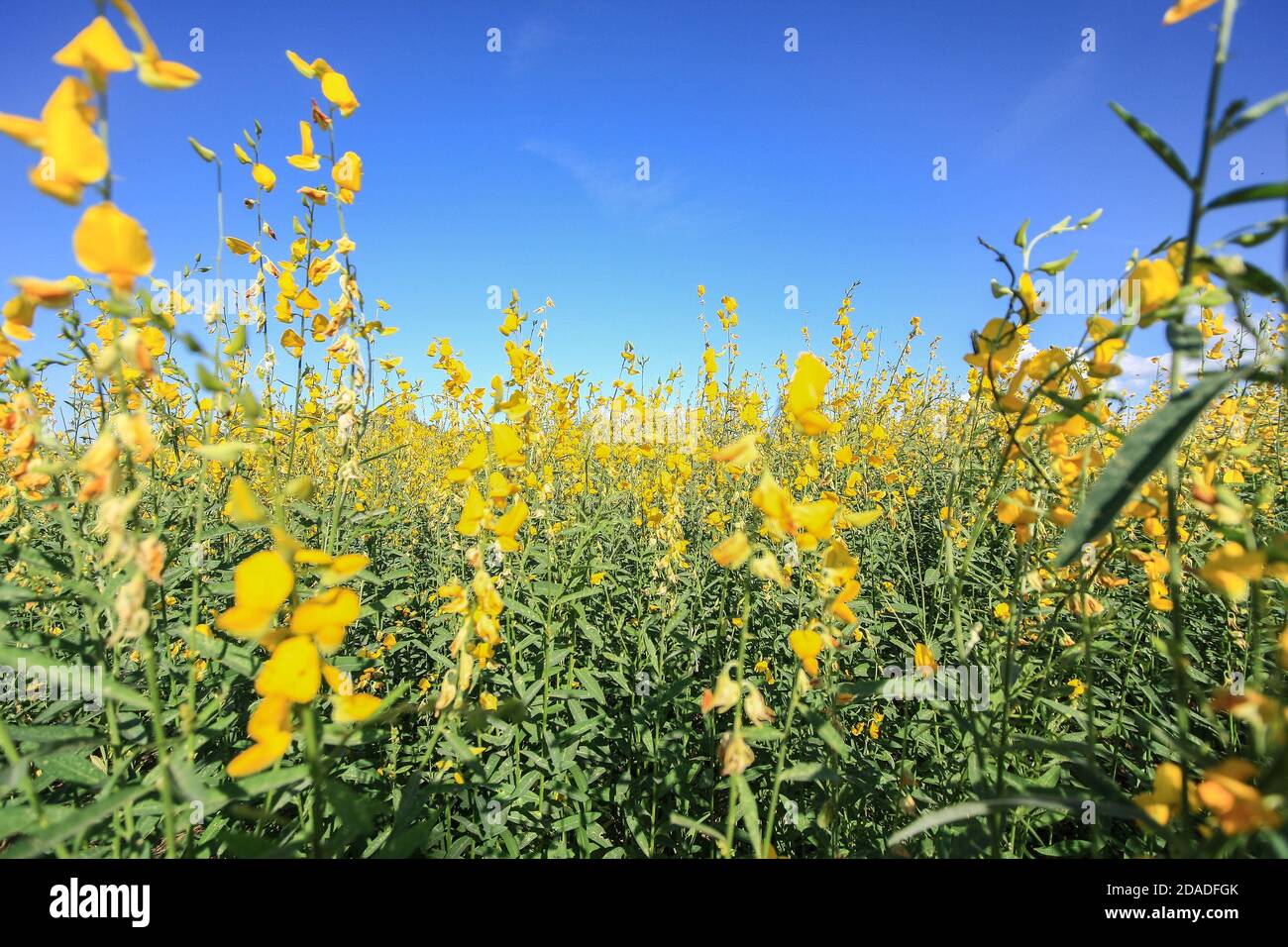 Sunhemp field in blue sky background Stock Photo - Alamy