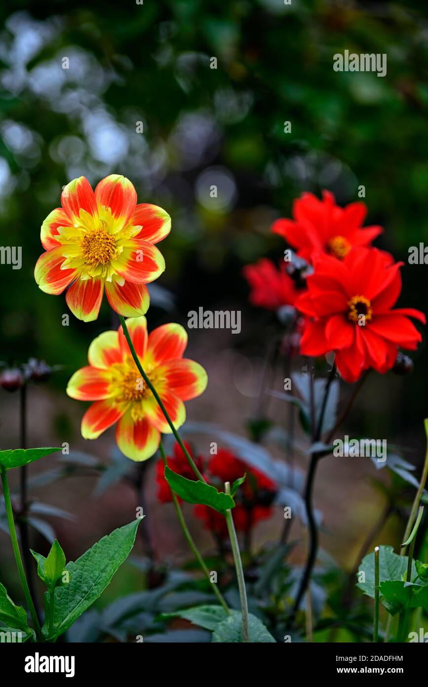 Scarlet red flowers hi-res stock photography and images - Alamy