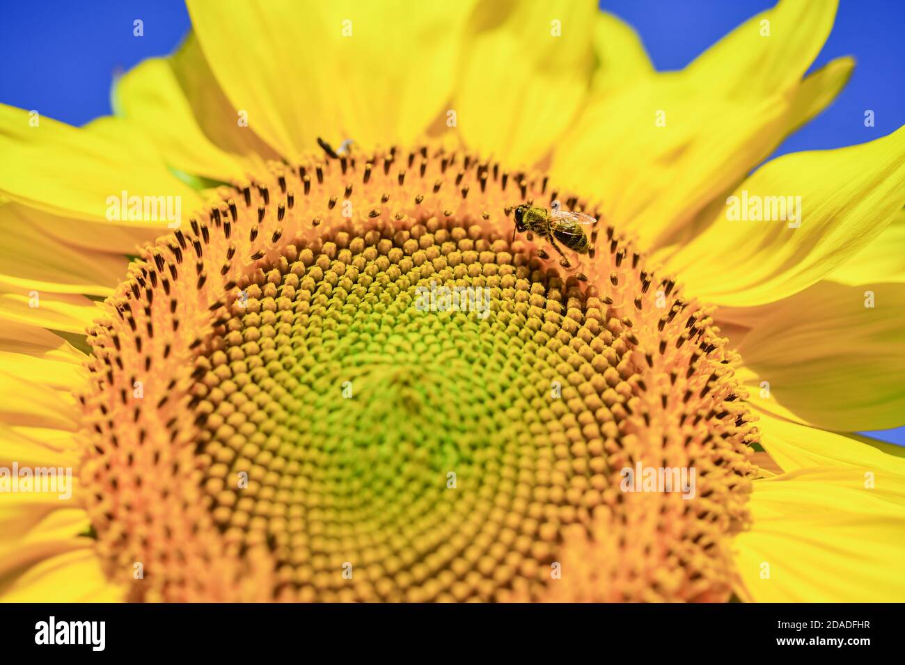 Sunflower seeds and wasp insect close up on blue sky background Stock ...