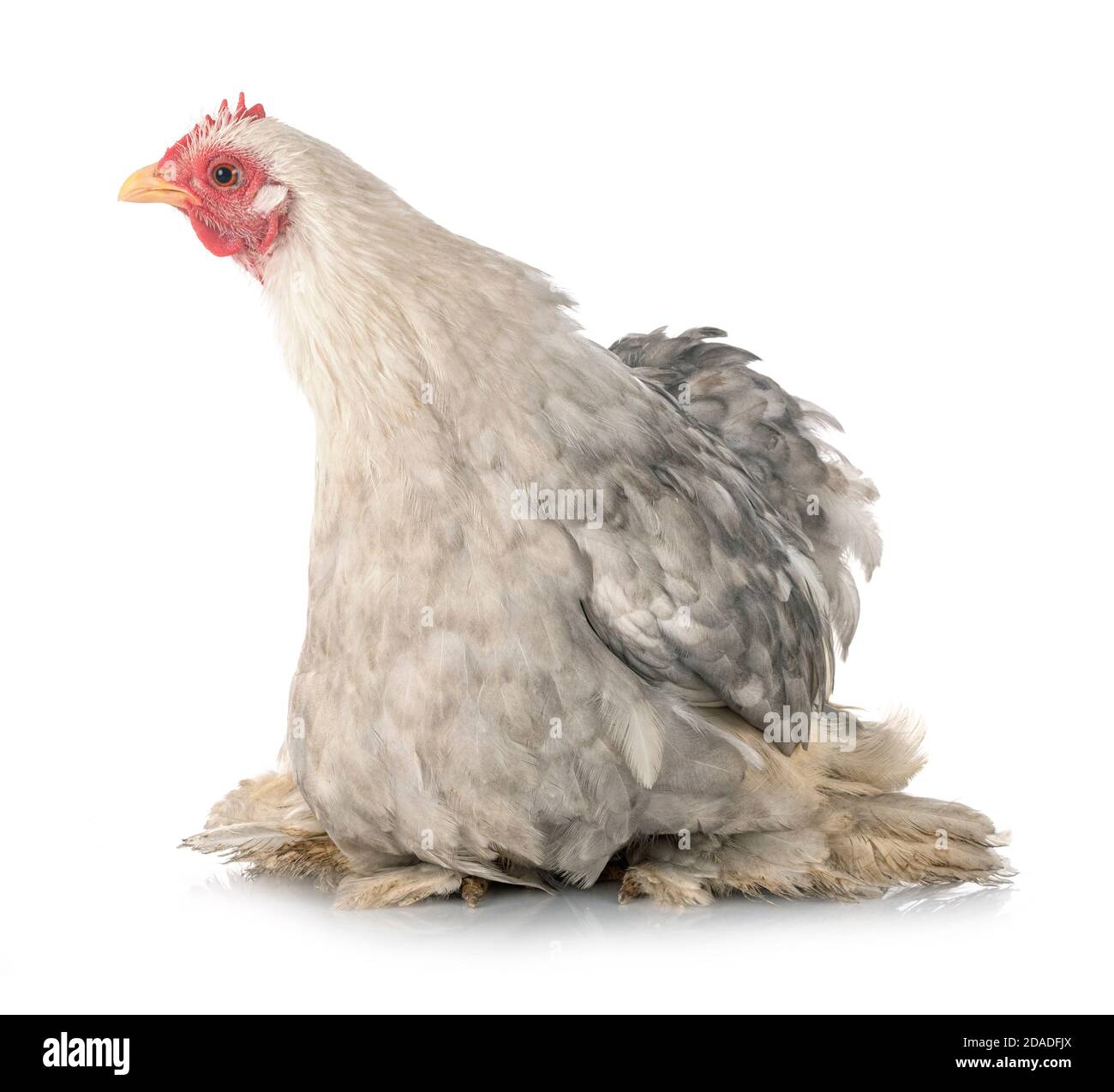 Pekin Bantam in front of white background Stock Photo - Alamy