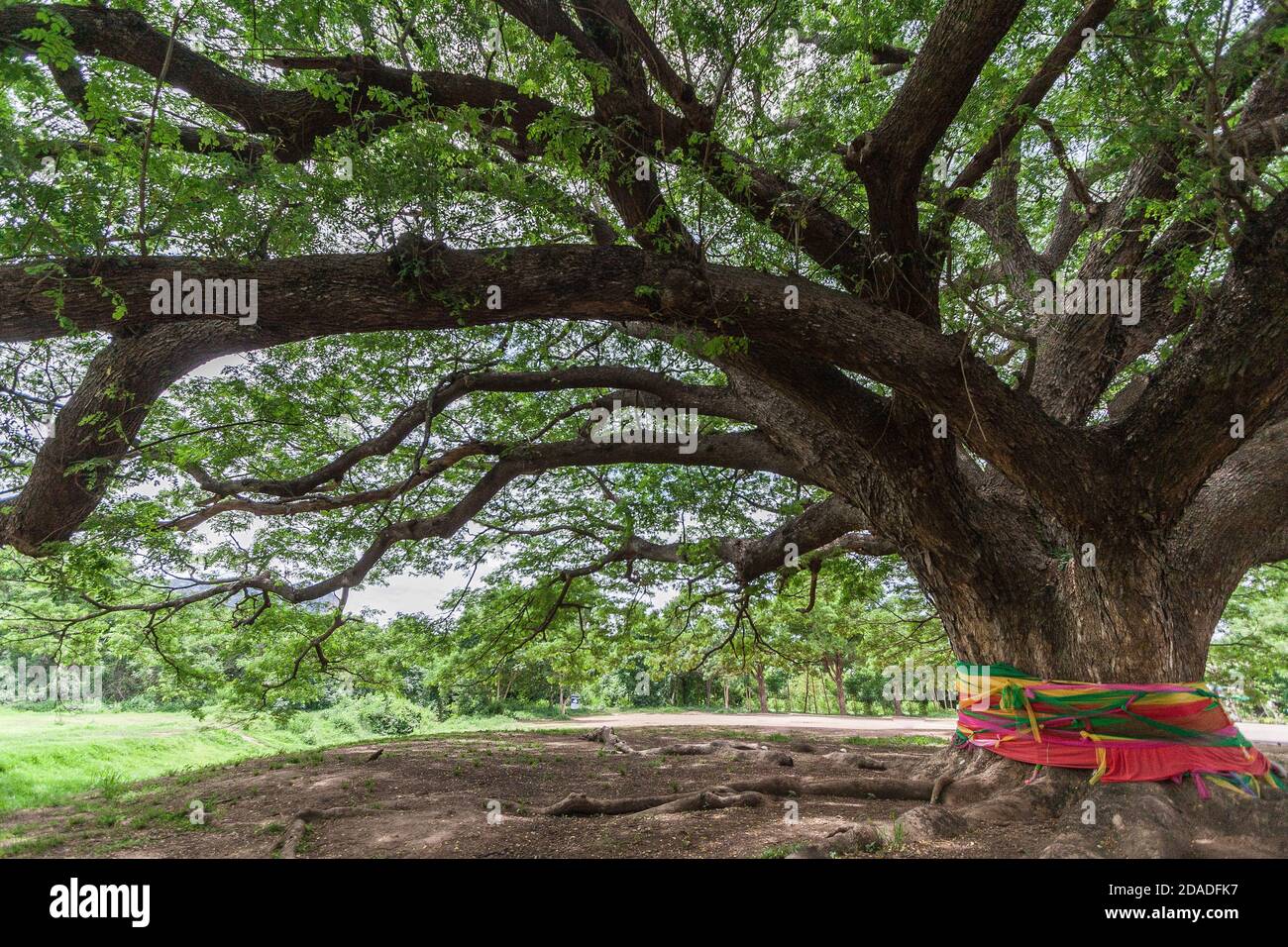 Giant Rain Tree of thailand Stock Photo - Alamy