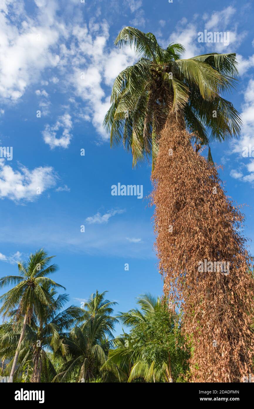 Coconut tree in the sky and clouds background Stock Photo - Alamy