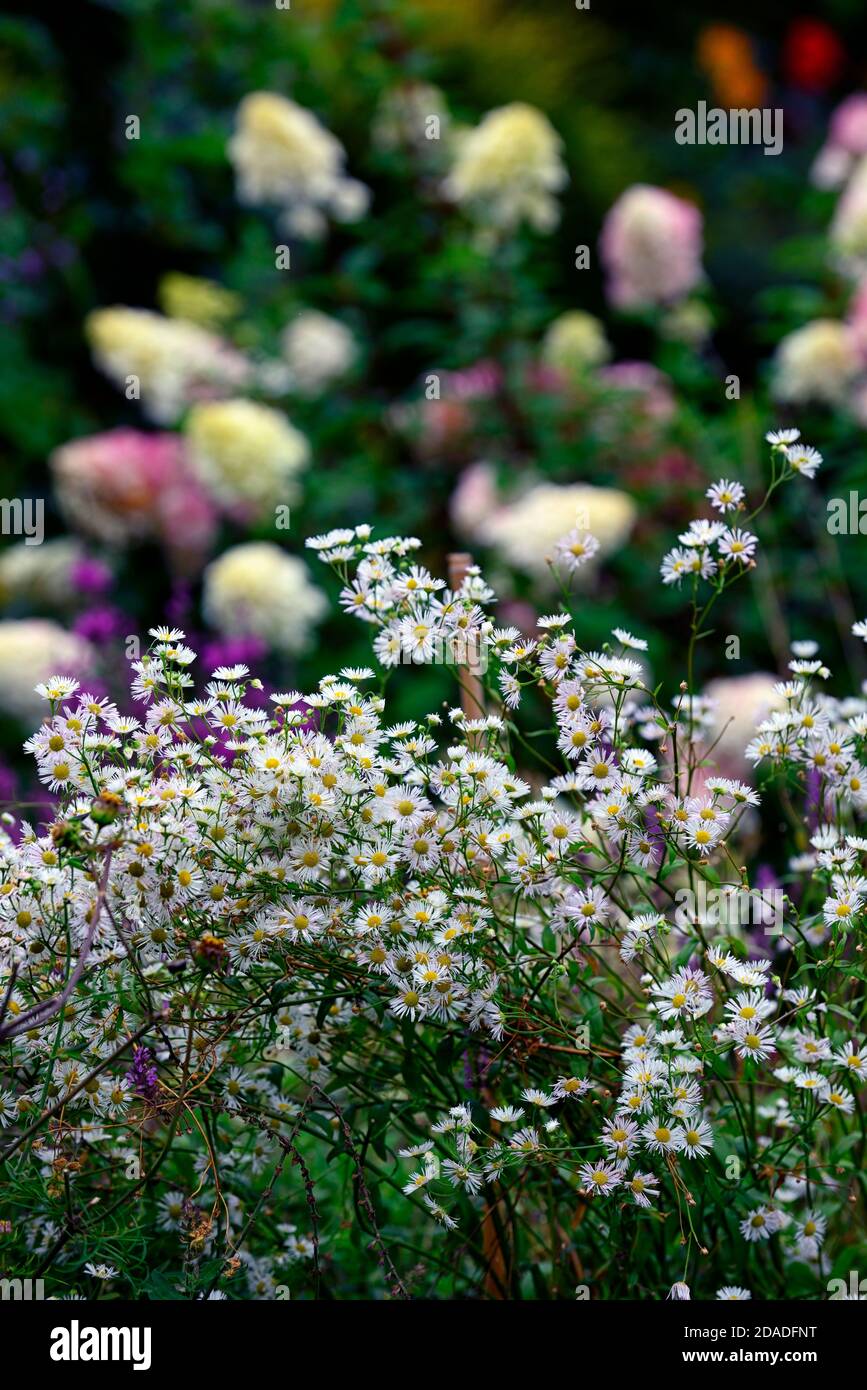 Erigeron annuus,annual fleabane,daisy fleabane,white flowers,flowering ...