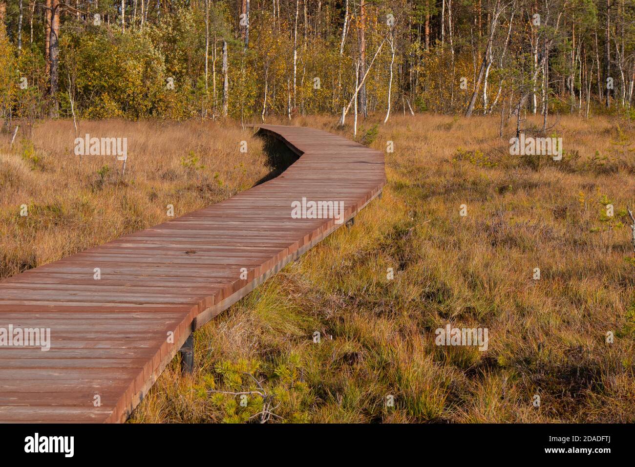 Wooden road through the autumn swamp. Desktop background Stock Photo ...