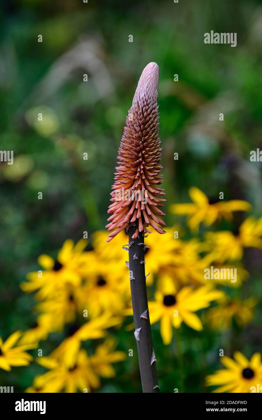 Spike of flowers hi-res stock photography and images - Alamy