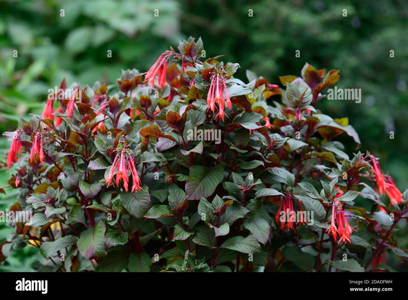 Fuchsia fuchsias hi-res stock photography and images - Alamy