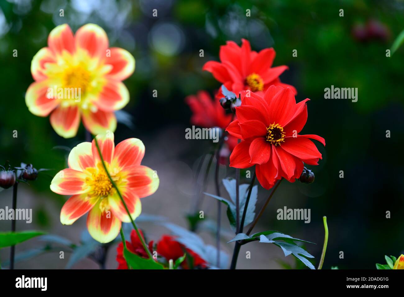 Dahlia collarette mixed hi-res stock photography and images - Alamy