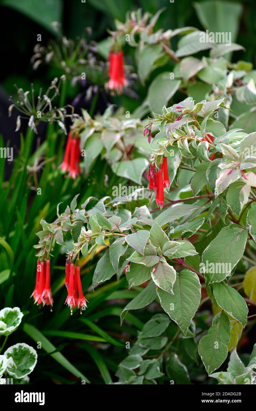 Red firecracker fuchsia hi-res stock photography and images - Alamy