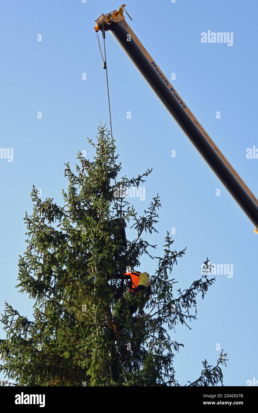 Feldafing, Germany. 09th Nov, 2020. The tree climber Klaus Huber ...