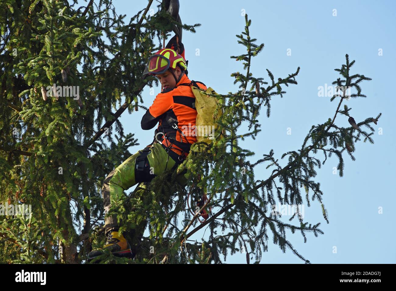 Feldafing, Germany. 09th Nov, 2020. Tree climber and arborist Michael ...