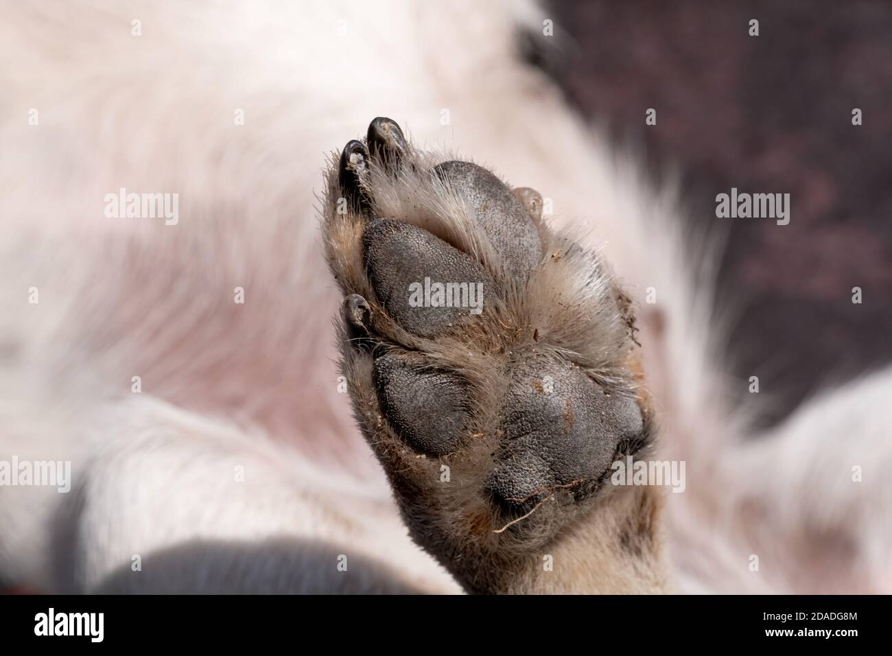 Real Wolf Paw Pad