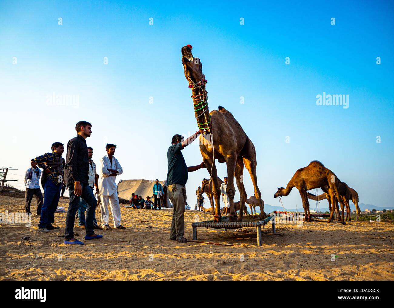 camel and his owner performs trick and man controlling his camel Stock ...