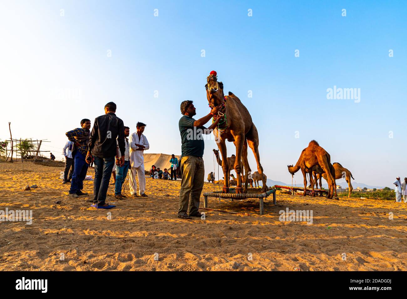 Trainer animal camel hi-res stock photography and images - Alamy