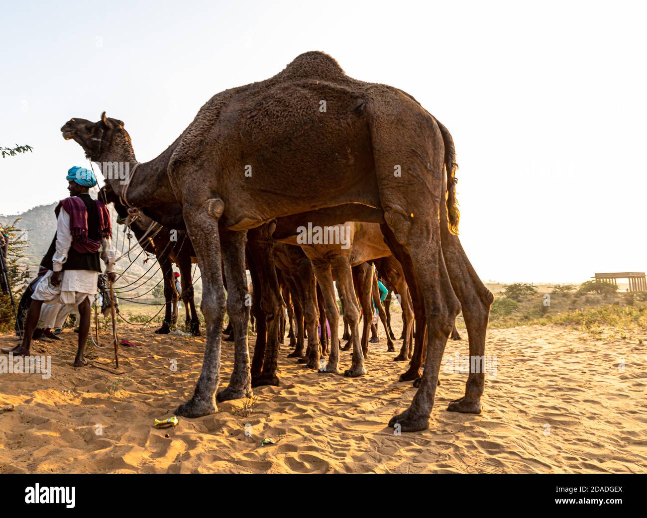 Camel leg legs hi-res stock photography and images - Alamy