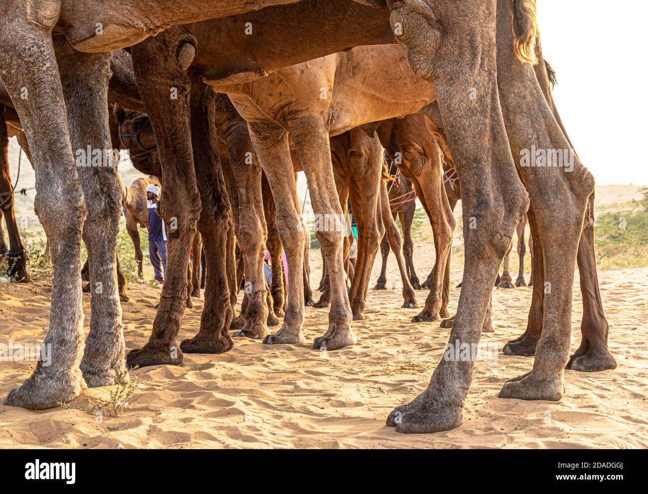 Camel leg legs hi-res stock photography and images - Alamy