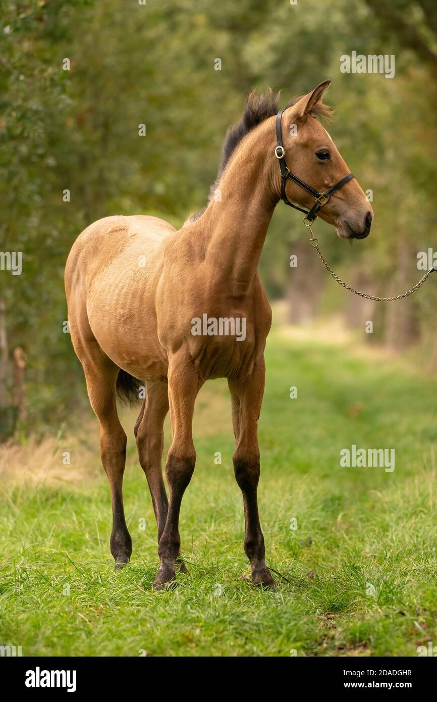 Buckskin Filly