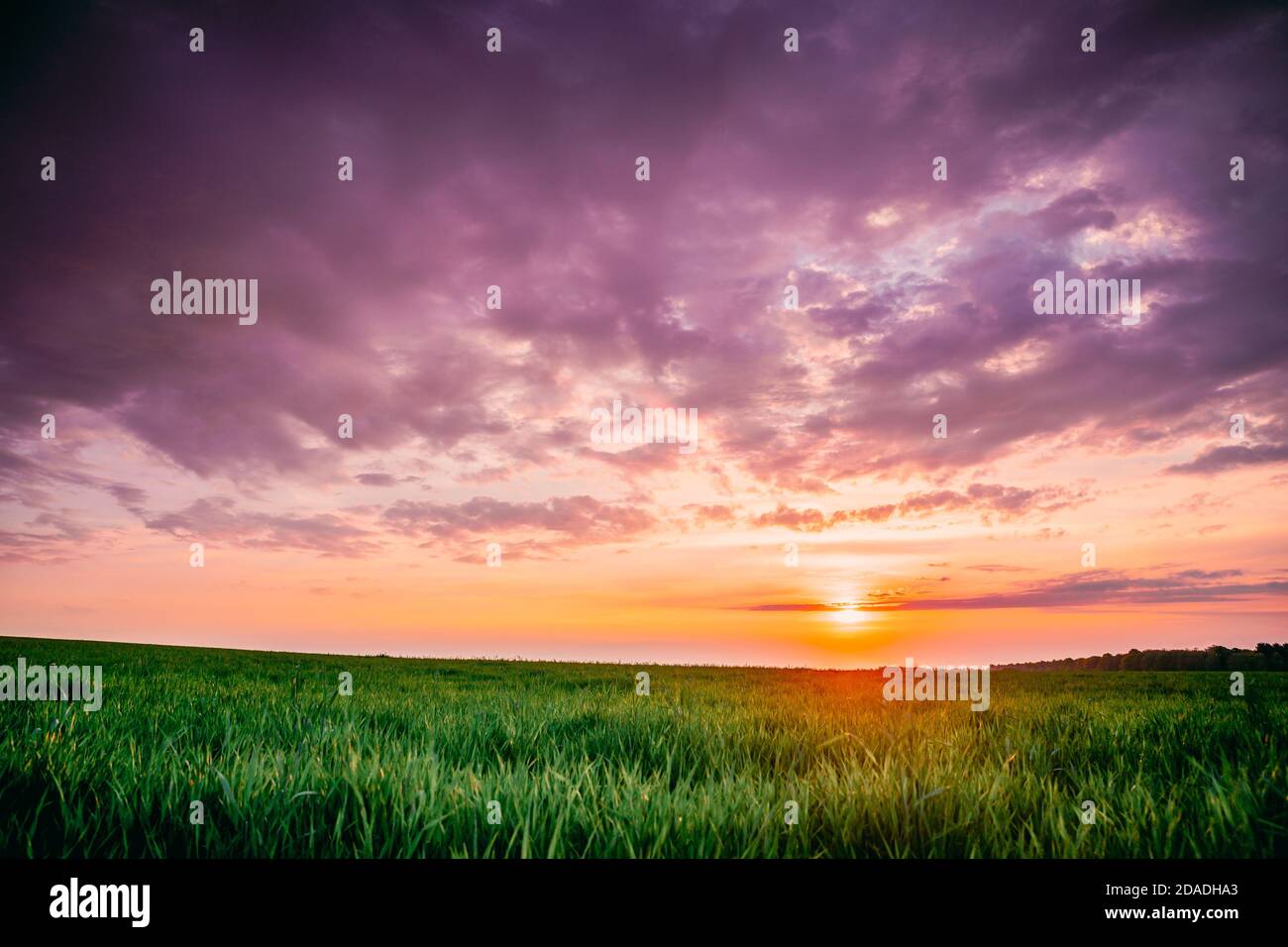 Spring Sunset Sky Above Countryside Rural Meadow Landscape. Wheat Field ...