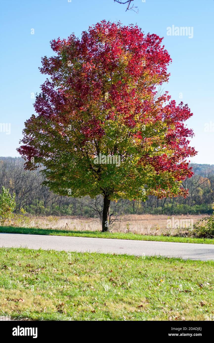 Red And Green Tree Lime Green And Red Tree. These Are The Colors Im