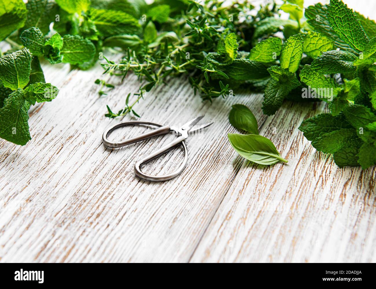 Cut garden rosemary hi-res stock photography and images - Alamy