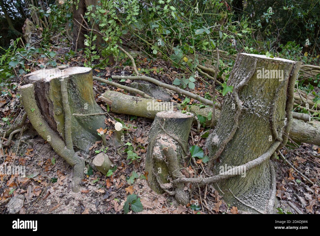 Felled ash tree hi-res stock photography and images - Alamy