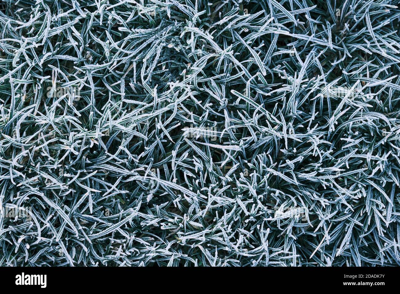 Winter morning ice and frost on the grass top view. Frost background ...