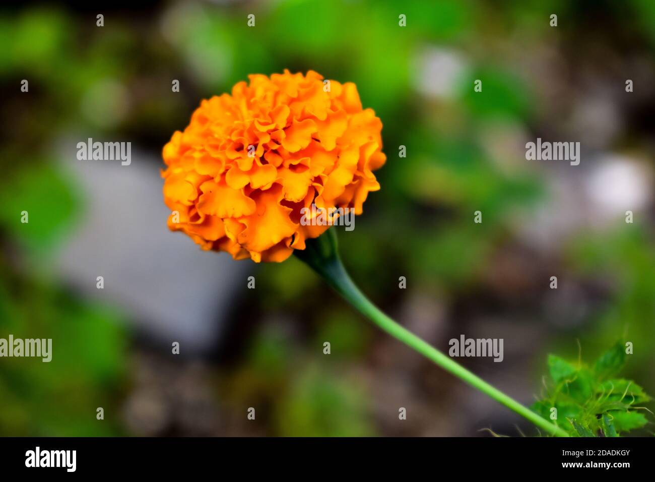 Mexican marigold flower in yellow color with green leaves all around ...