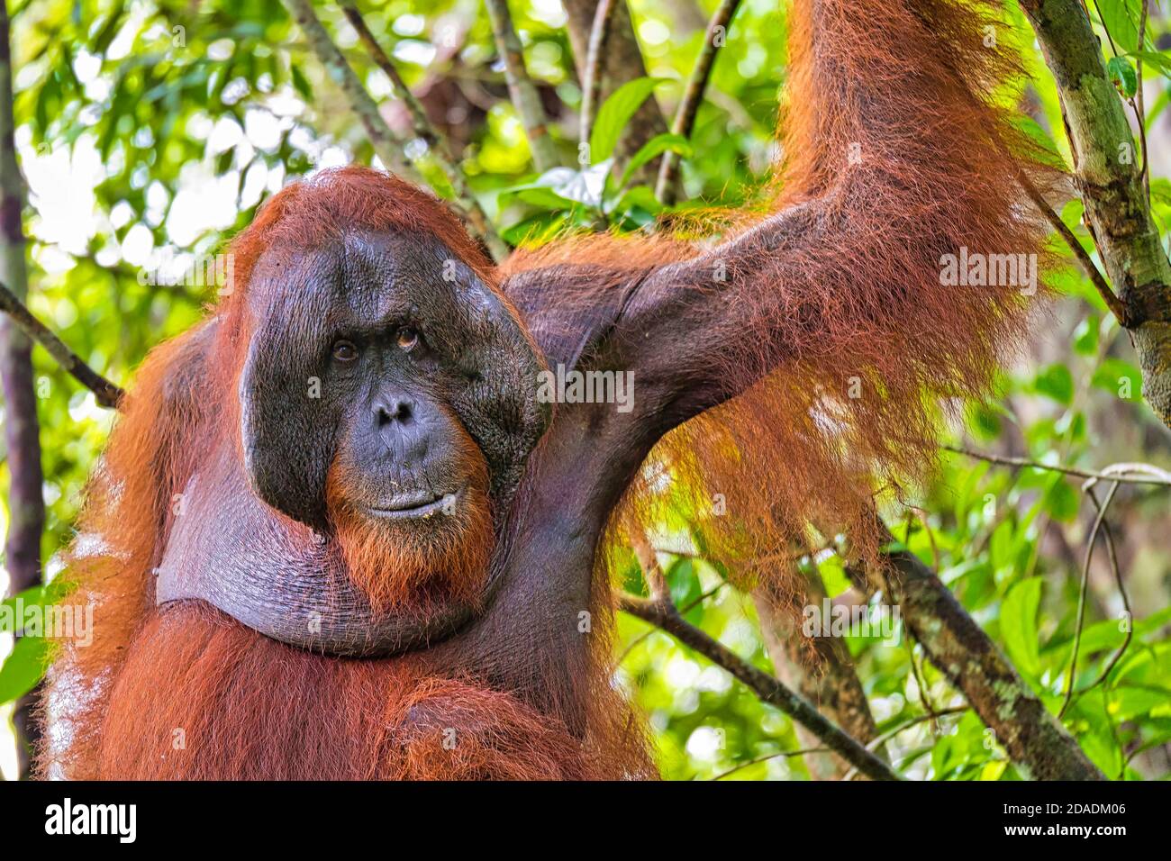 Orangutan, Pongo pygmaeus, Tanjung Puting National Park, Borneo ...