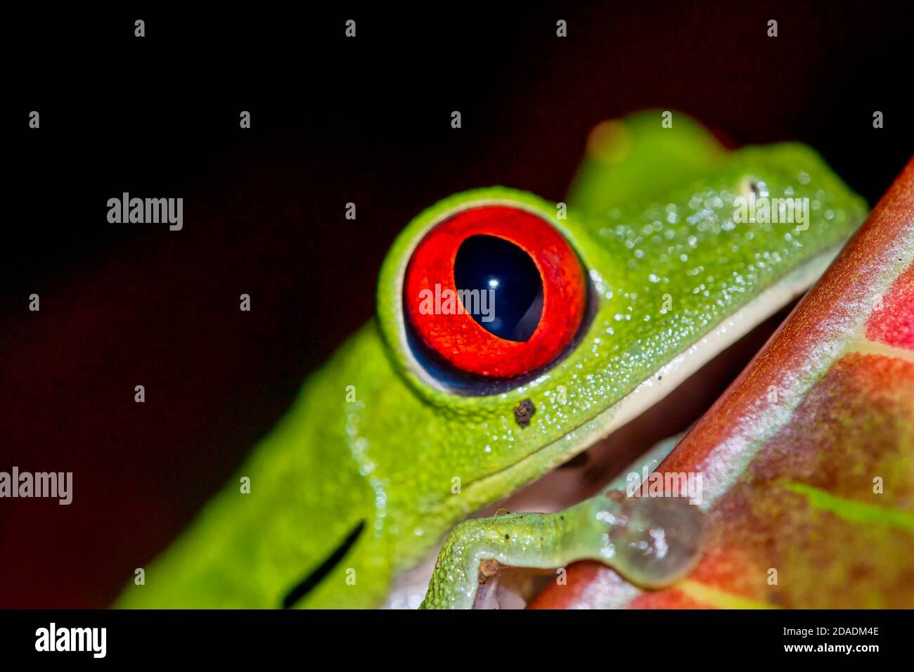 Red-eyed Tree Frog, Agalychnis callidryas, Tropical Rainforest ...