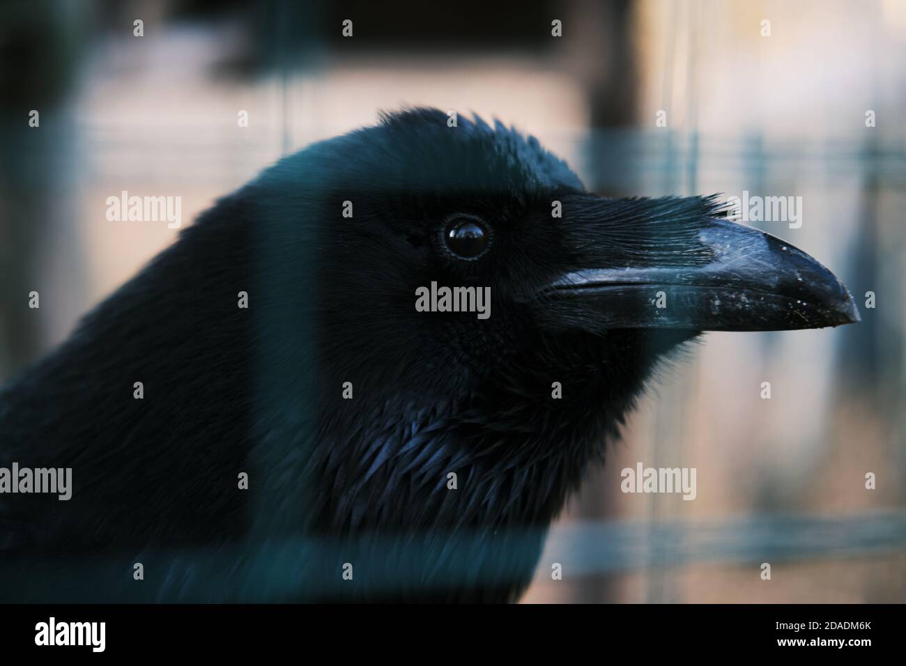 Partial focus on black ravens eye in the cage Stock Photo - Alamy