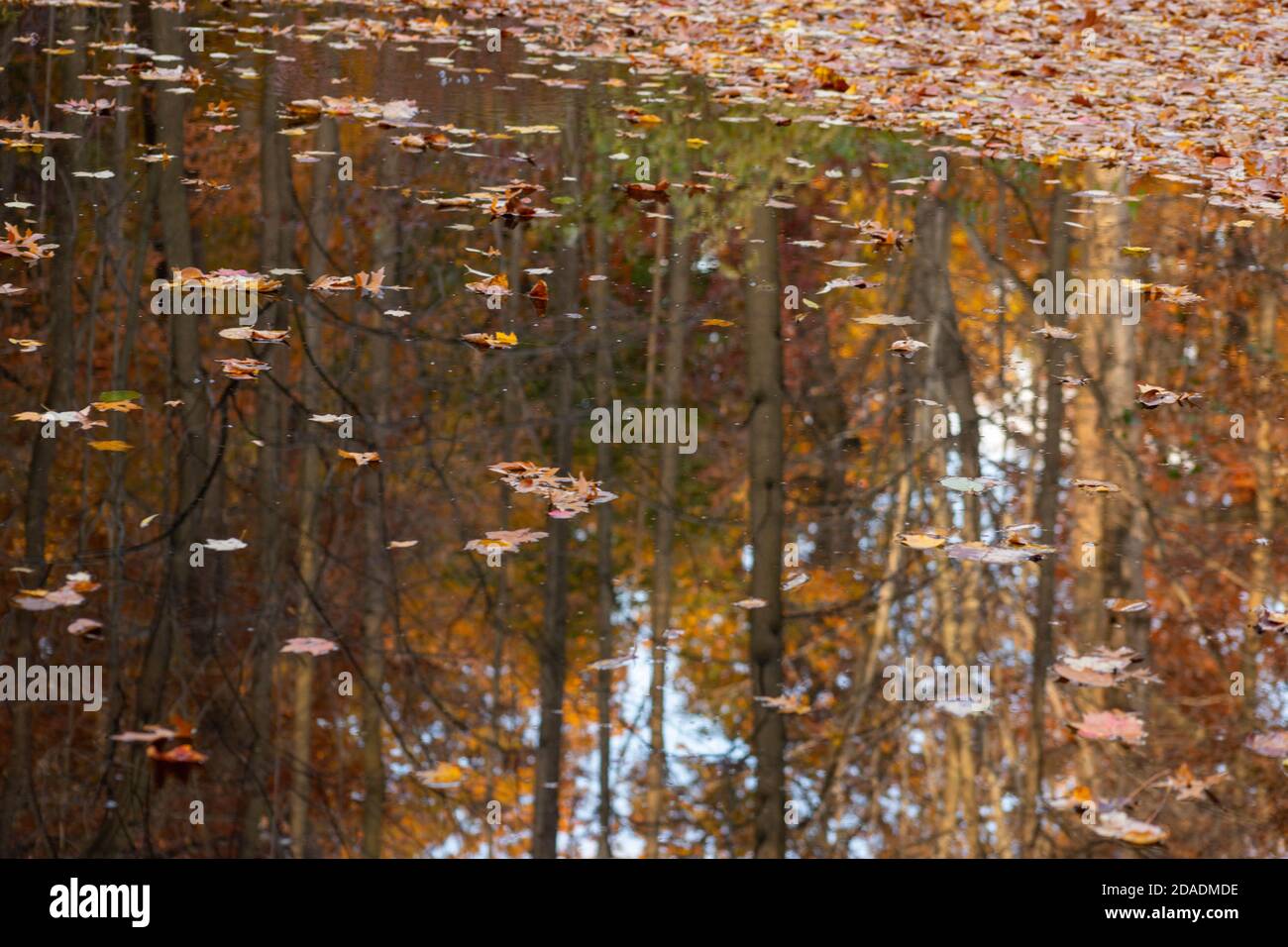 Autumn trees reflected in a pool while leaves float across the surface ...