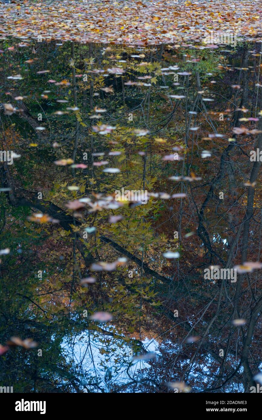 Autumn trees reflected in a pool while leaves float across the surface ...