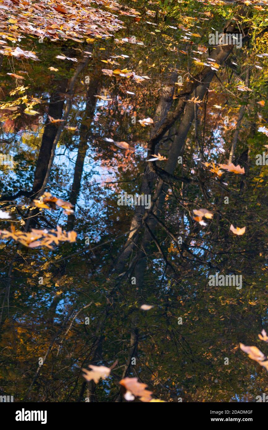 Autumn trees reflected in a pool while leaves float across the surface ...