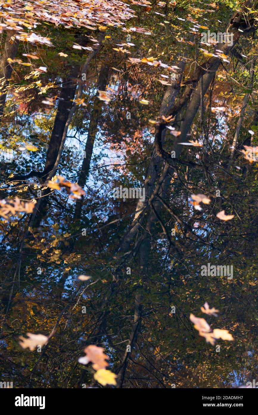 Autumn trees reflected in a pool while leaves float across the surface ...
