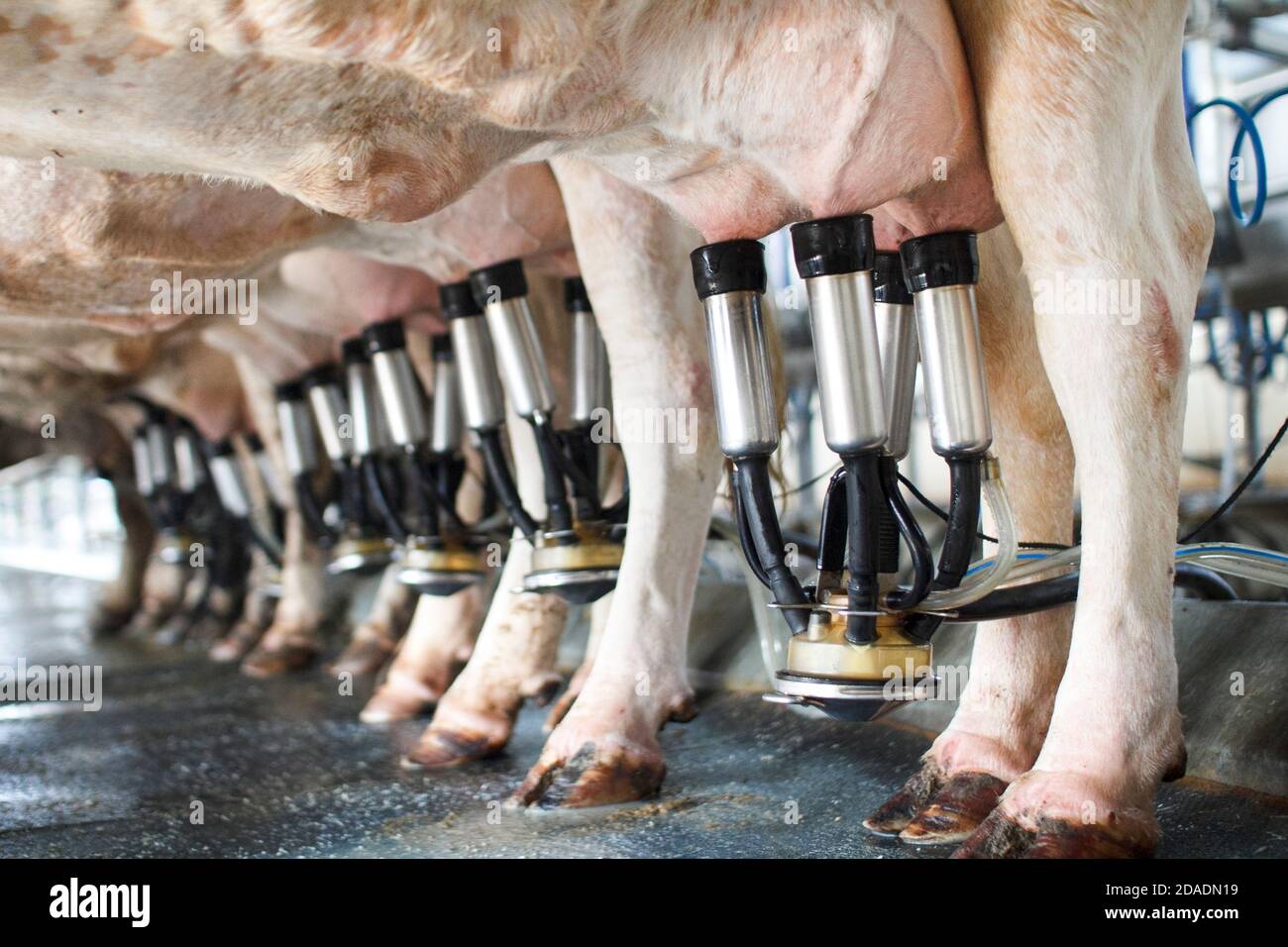 Breed of milkers hi-res stock photography and images - Alamy