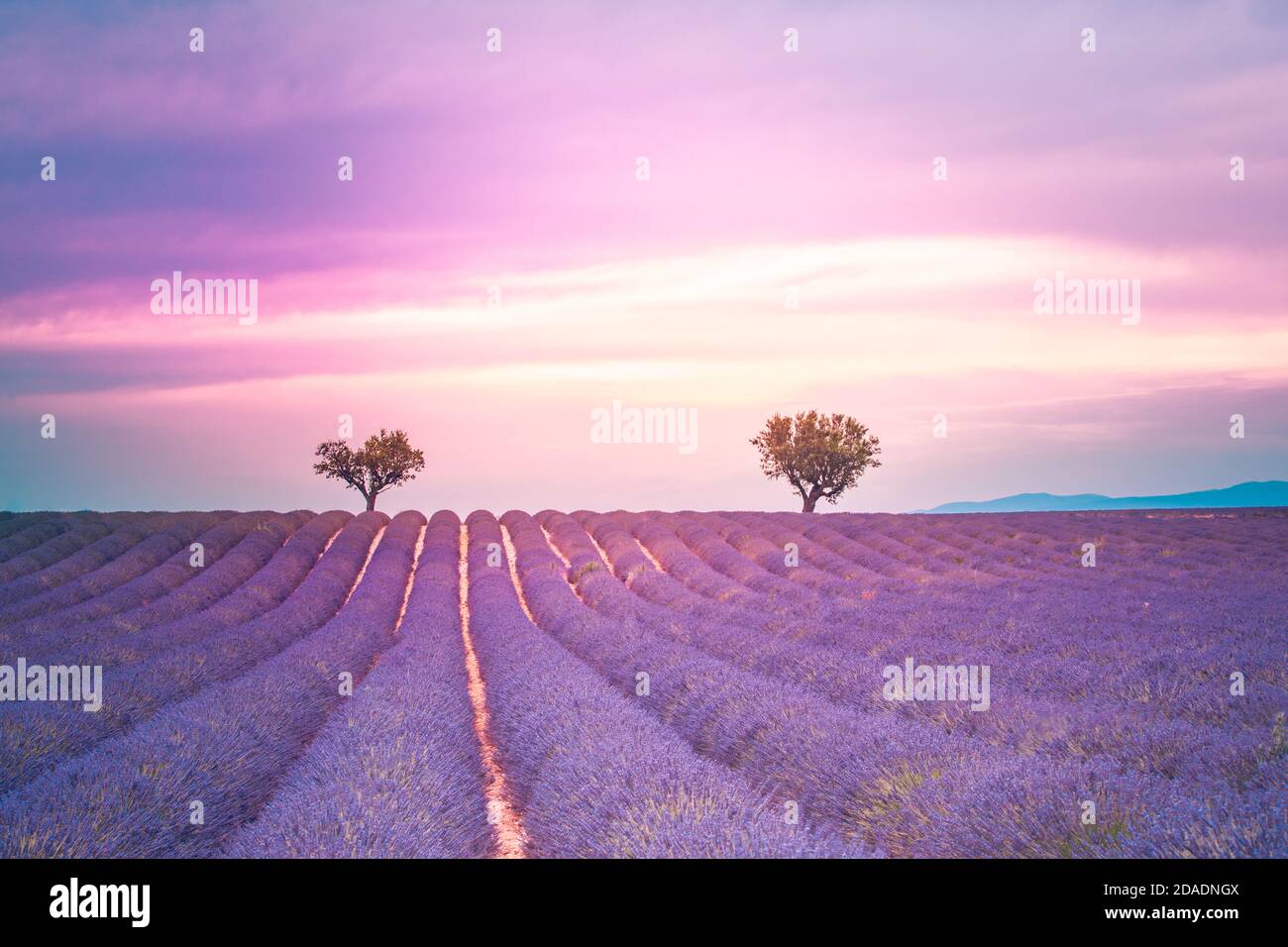 Lavender landscape hi-res stock photography and images - Alamy