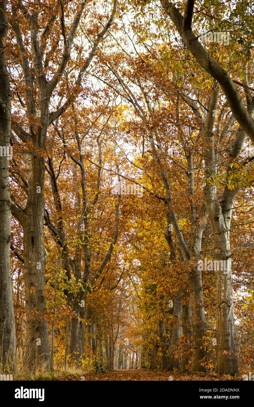 Moody dramatic seasonal forest scene Stock Photo - Alamy
