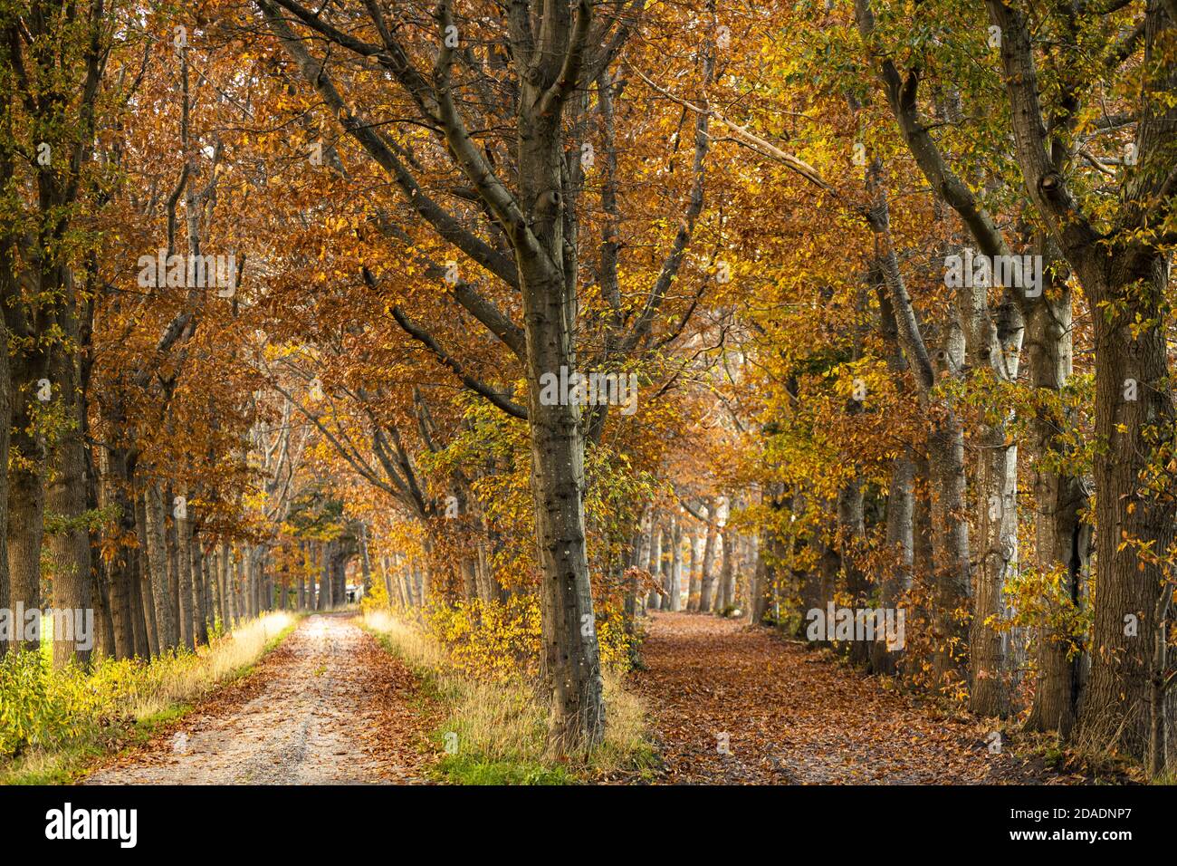 Cinematic moody autumn forest lane scene Stock Photo - Alamy